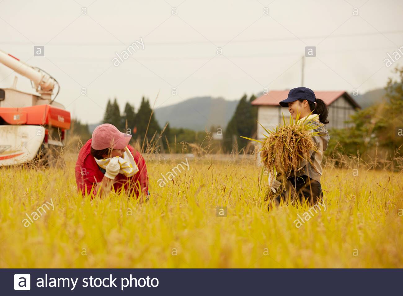 Japanese Rice Farmer High Resolution Stock Photography and Images - Alamy
