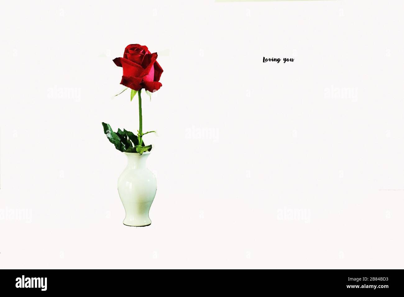 Red rose with words,loving you Stock Photo - Alamy