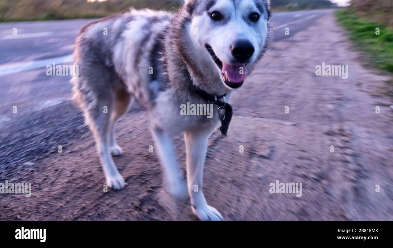 Dogs in the Russian North have the exterior of different breeds of ...