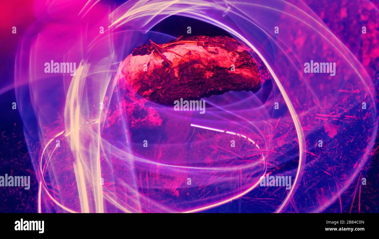 Neon nature. Mushrooms and plants illuminated by inert gas. Paradoxical ...