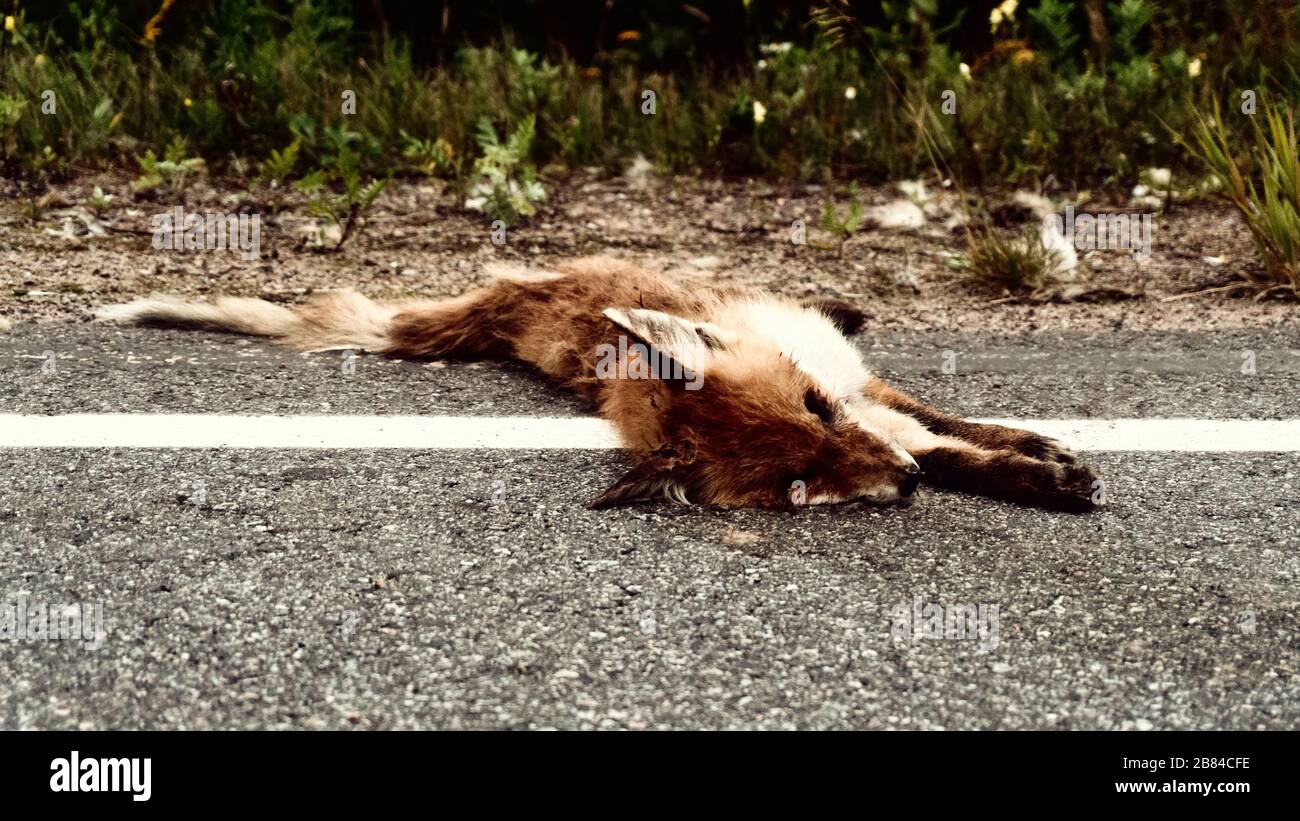 Animals hit on the roads by cars. A European fox (Vulpes vulpes) Red ...