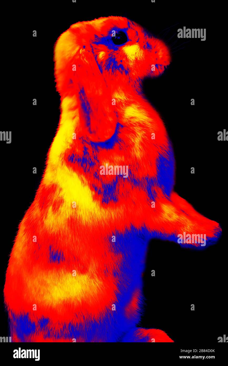Rabbit close-up in scientific high-tech thermal imager on black ...