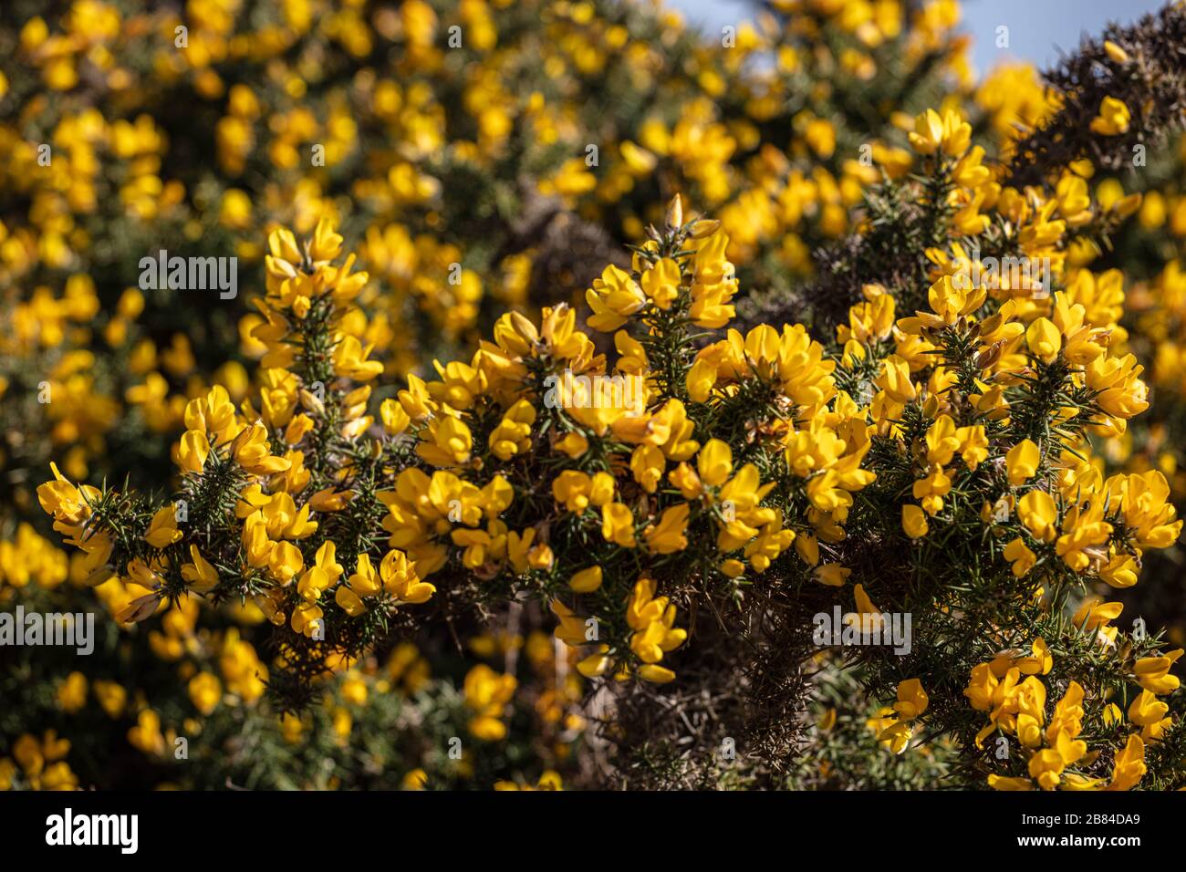 Yellow color of trust hi-res stock photography and images - Alamy