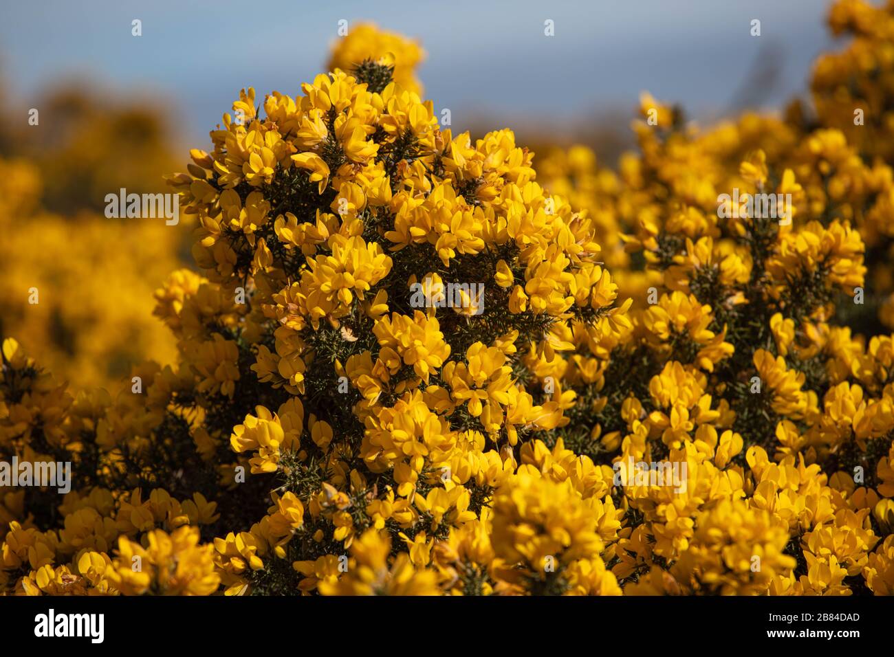 Yellow color of trust hi-res stock photography and images - Alamy