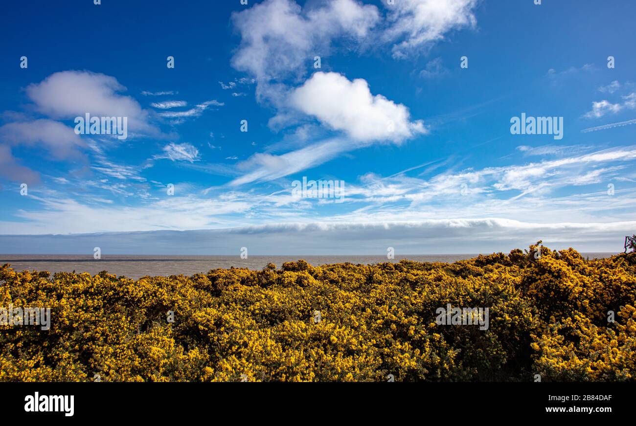 Gorse flowering in countryside hi-res stock photography and images - Alamy