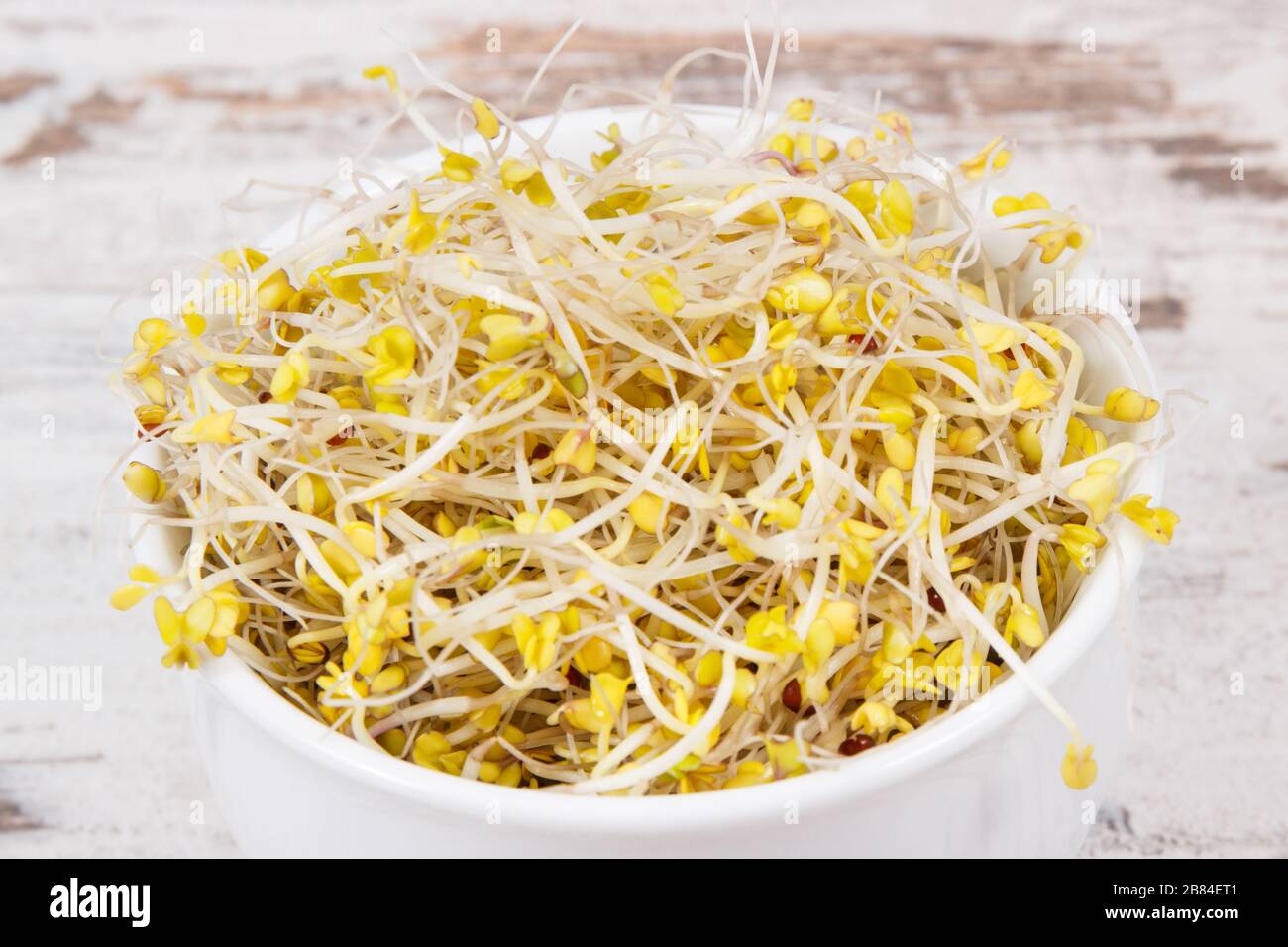 Fresh healthy nutritious broccoli sprouts containing natural vitamins ...