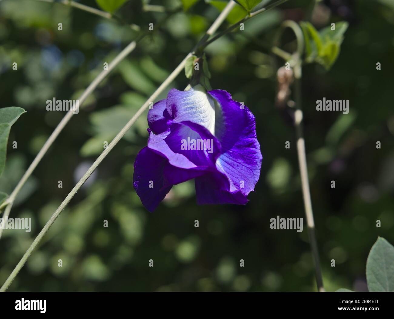 Butterfly pea hi-res stock photography and images - Alamy