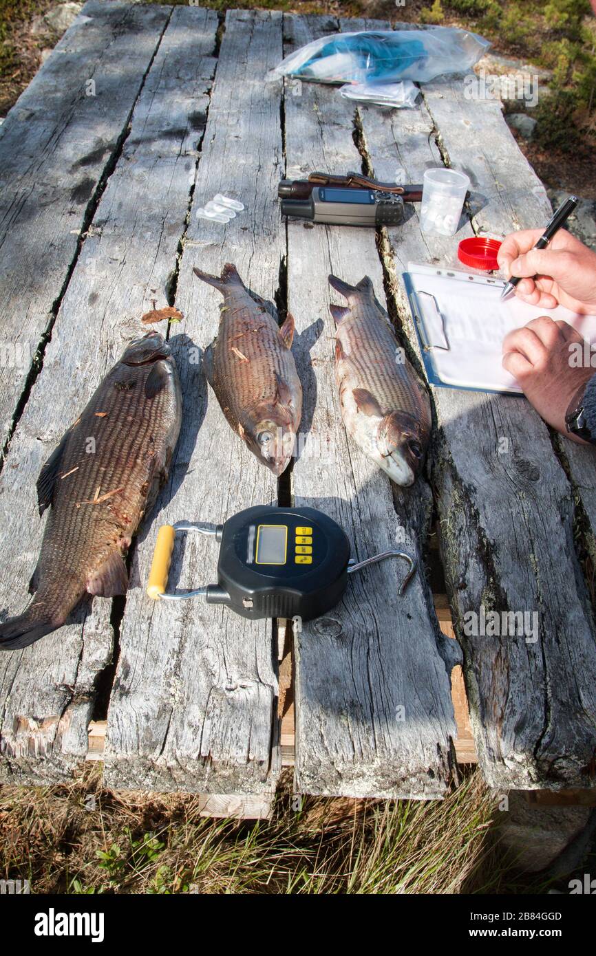 Ichthyological ichthyology hi-res stock photography and images - Alamy