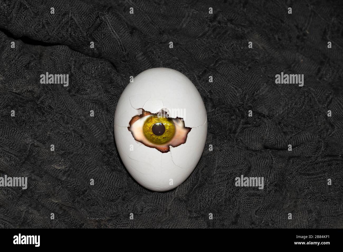 close up of a yellow eye looking out from a cracked egg on a blake ...