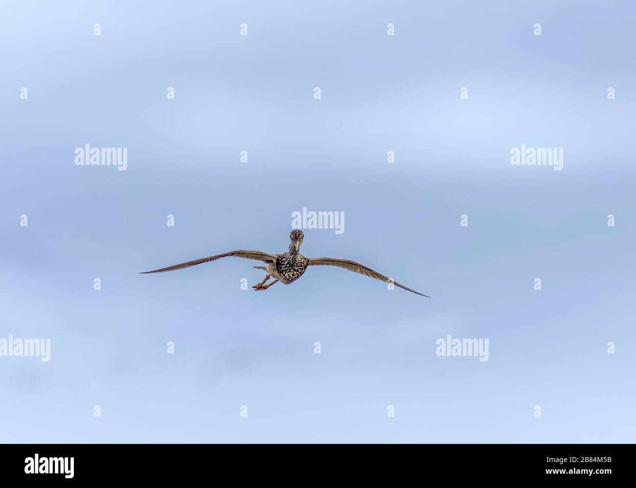 Curlew Sandpiper (Calidris ferruginea) flying in Alviso Marina County ...