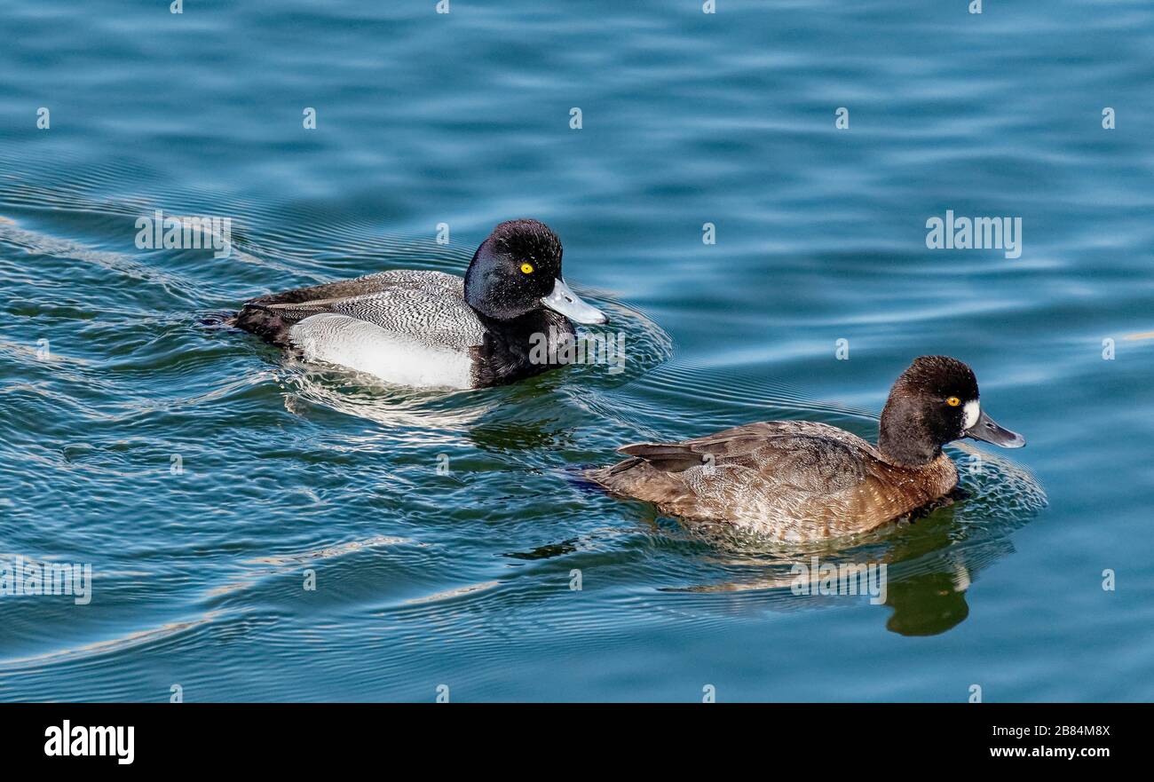 Lesser scaup ( Aythya affinis) in Sepulveda Wildlife Sanctuary CA US ...