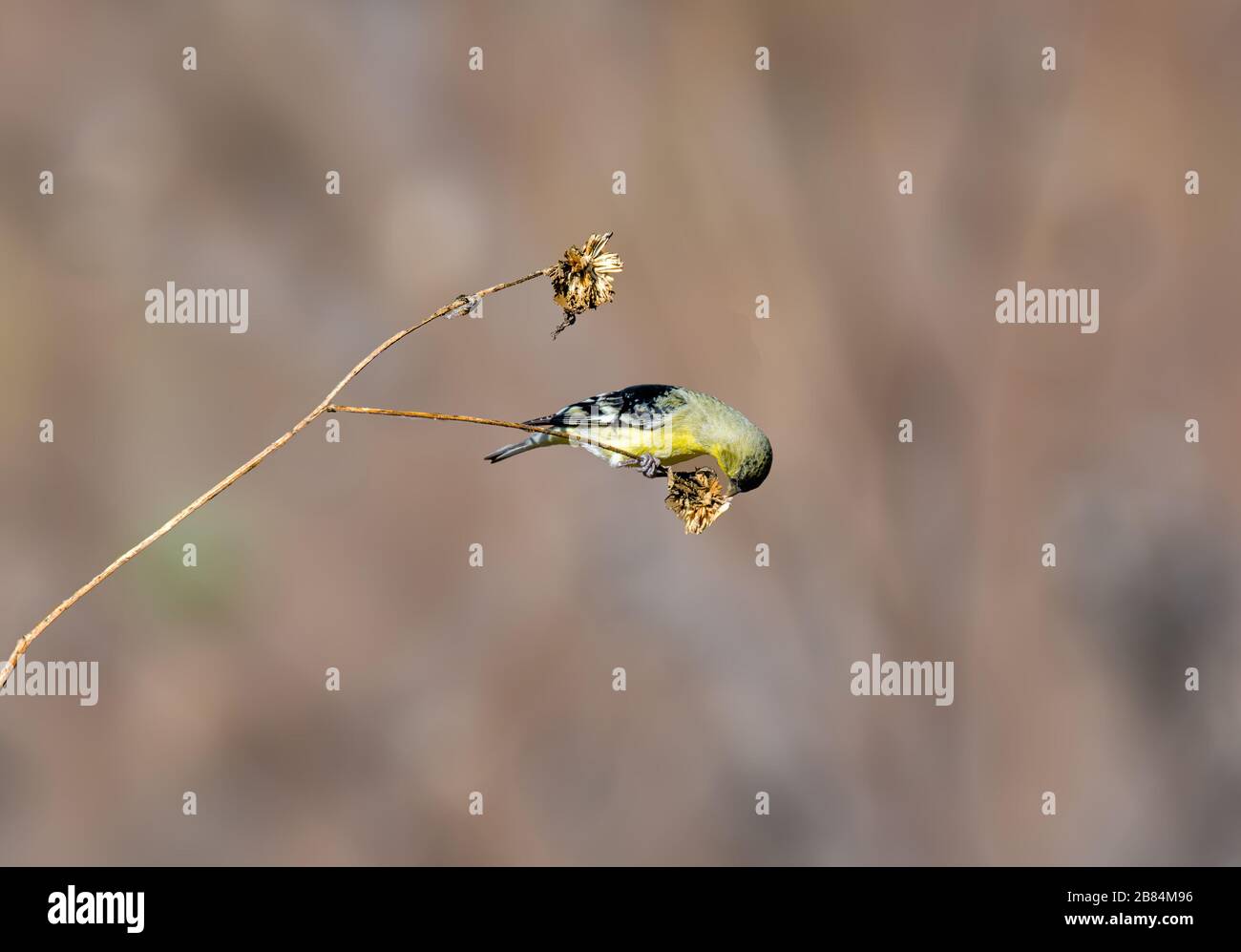 Conical bird house pond hi-res stock photography and images - Alamy