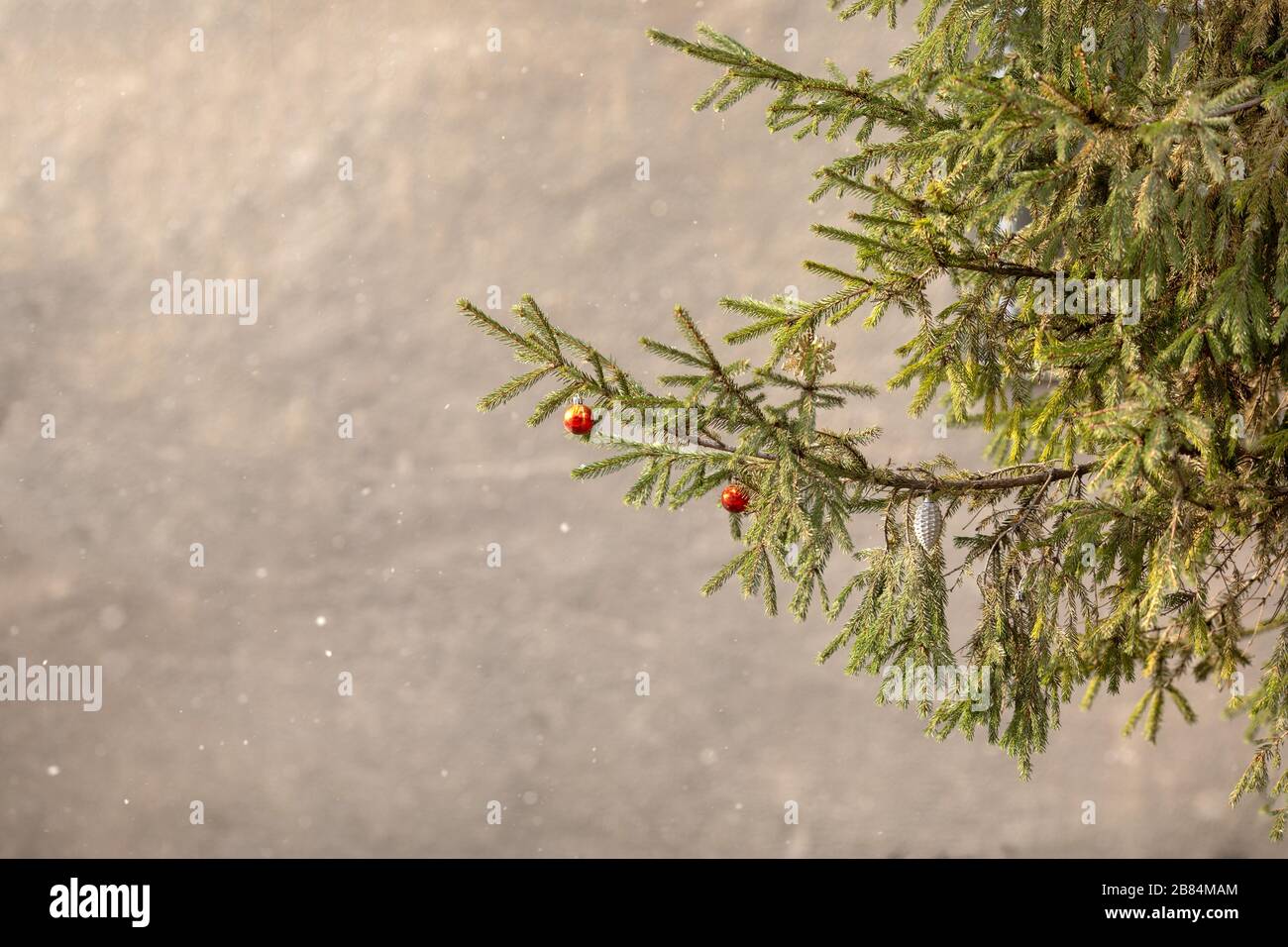 Red spruce tree hi-res stock photography and images - Alamy