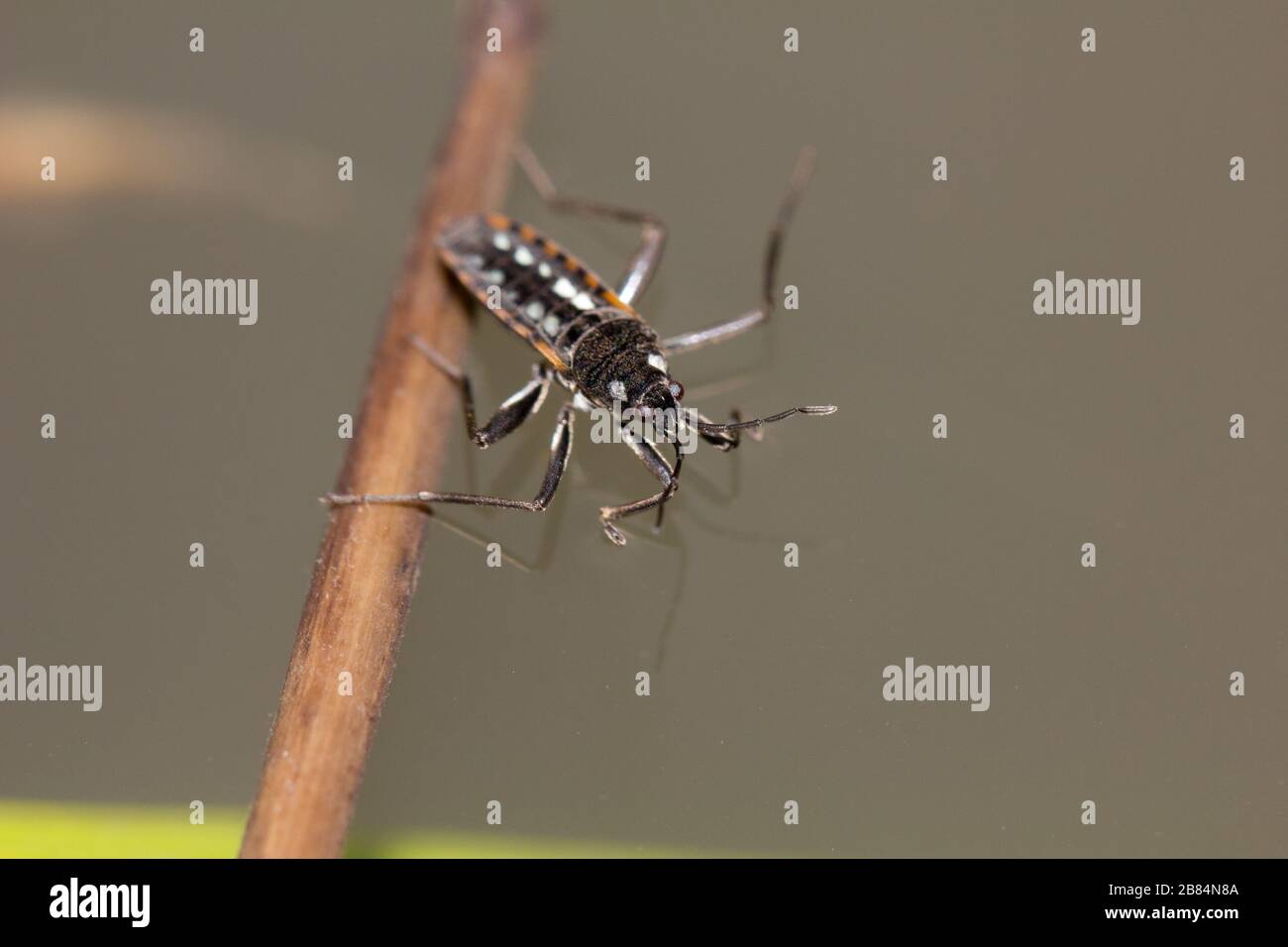 Broad-shouldered water strider (Velia saulii Stock Photo - Alamy