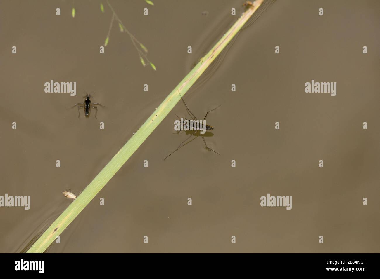 Broad-shouldered water strider (Velia saulii Stock Photo - Alamy