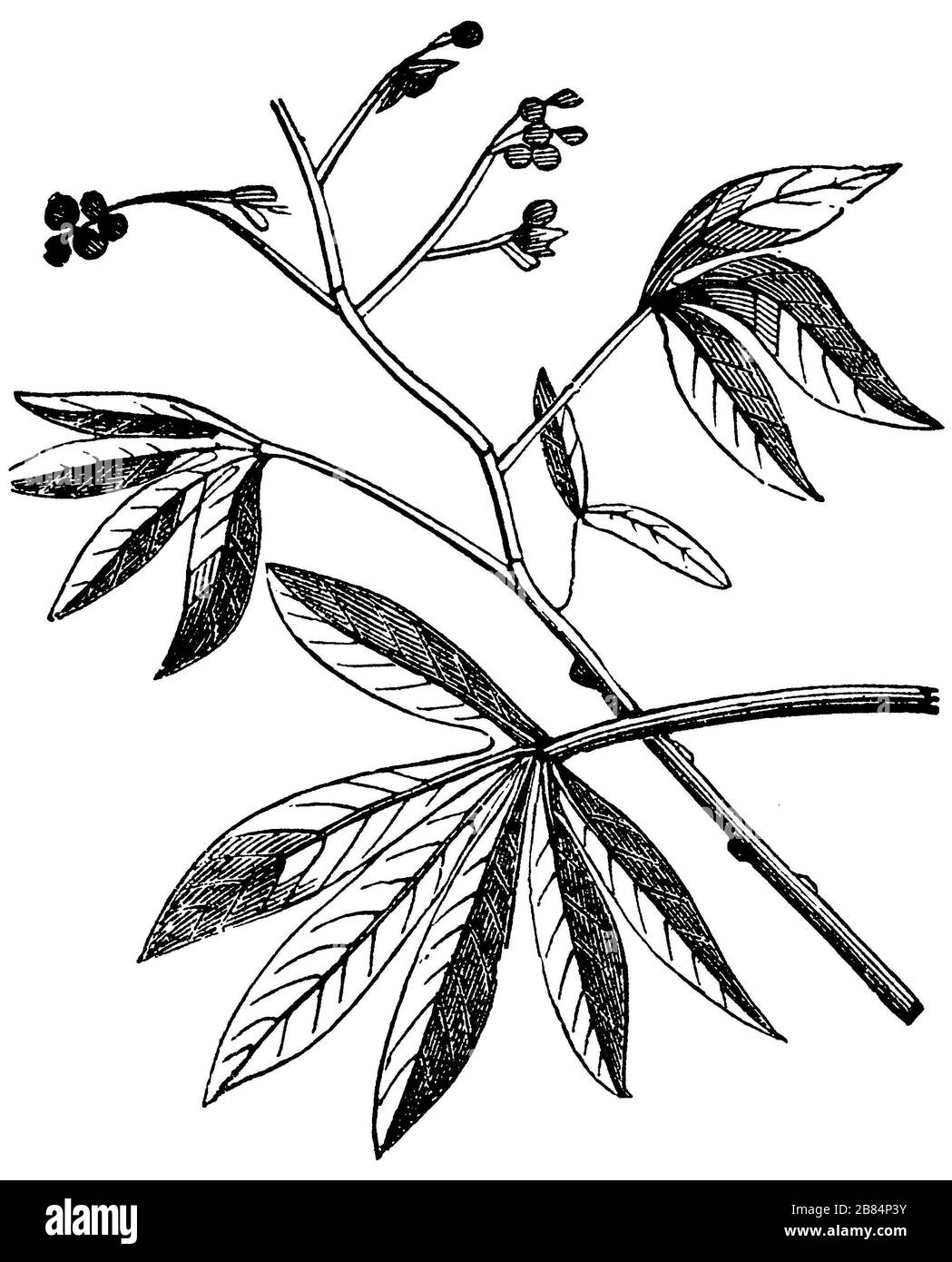 cassava, Manihot esculenta, anonym (biology book, 1881 Stock Photo - Alamy