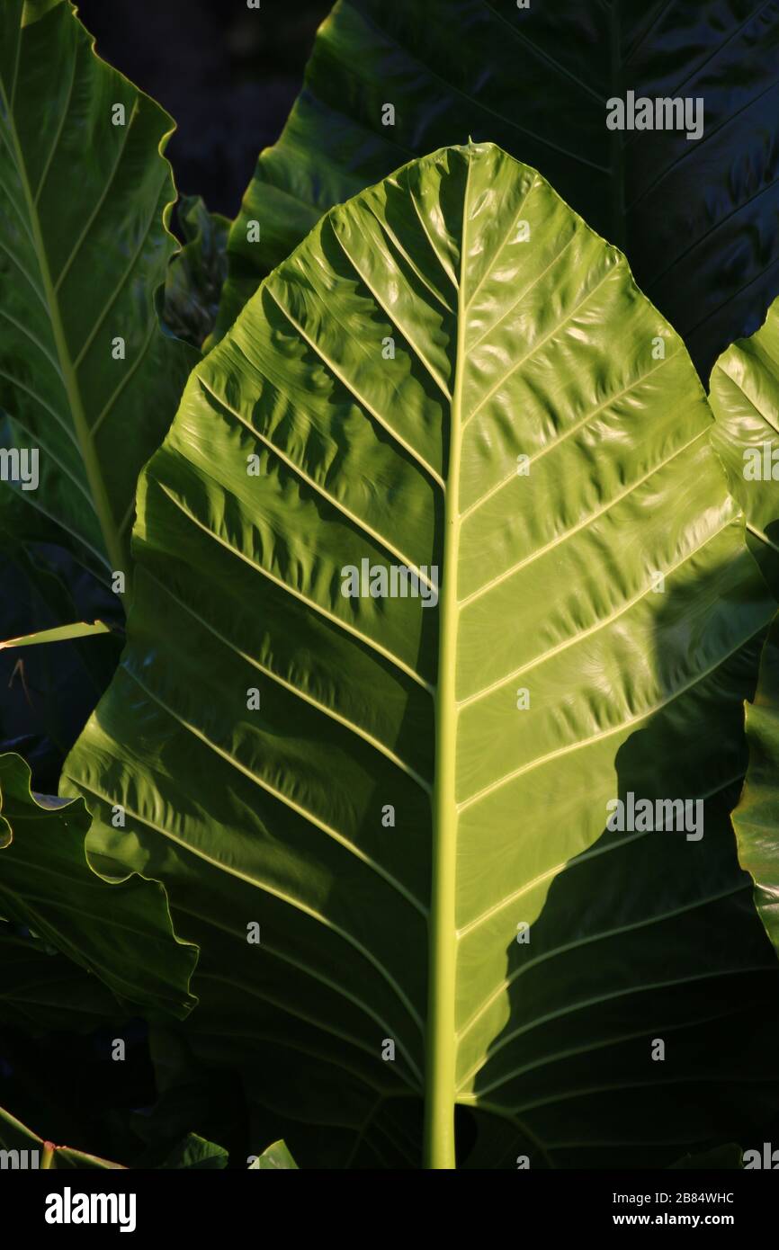 Big leaf, Large leaves green in forest, leaves close up Stock Photo - Alamy