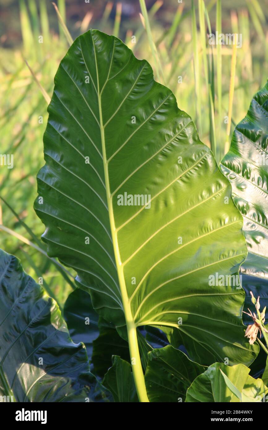 Big leaf, Large leaves green in forest, leaves close up Stock Photo - Alamy