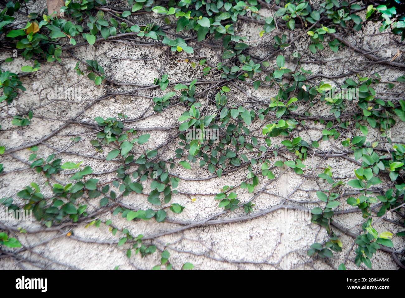 Velcro green plant climbing on wall,Coatbutton on white wall, White ...