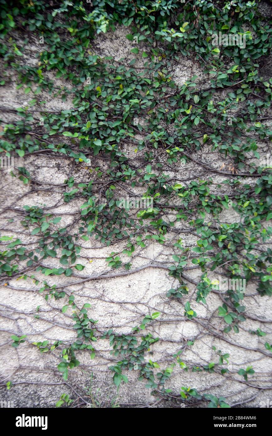 Velcro green plant climbing on wall,Coatbutton on white wall, White ...