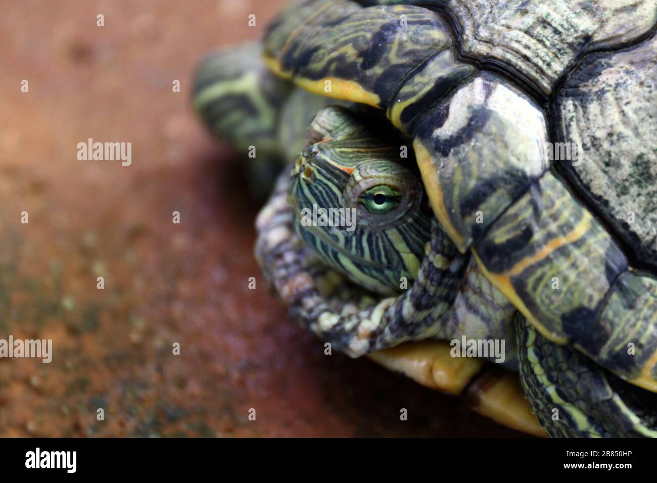 Snapping turtle eye close up hi-res stock photography and images - Alamy