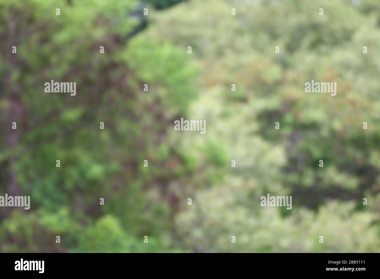 abstract tree blurred background, Blurred Tree background forest green ...
