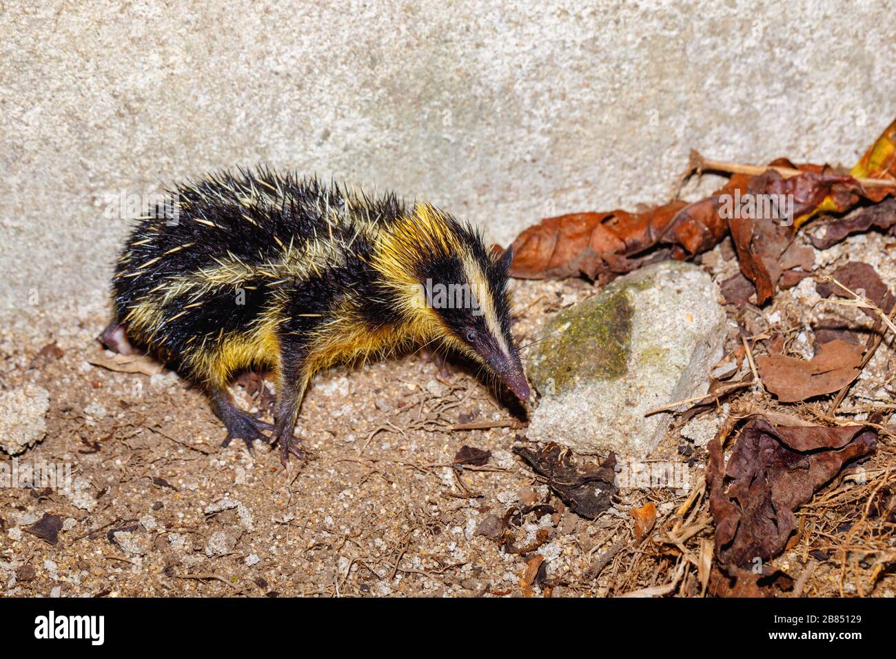 endemic animal Streaked Tenrec, Hemicentetes semispinosus, in defensive ...