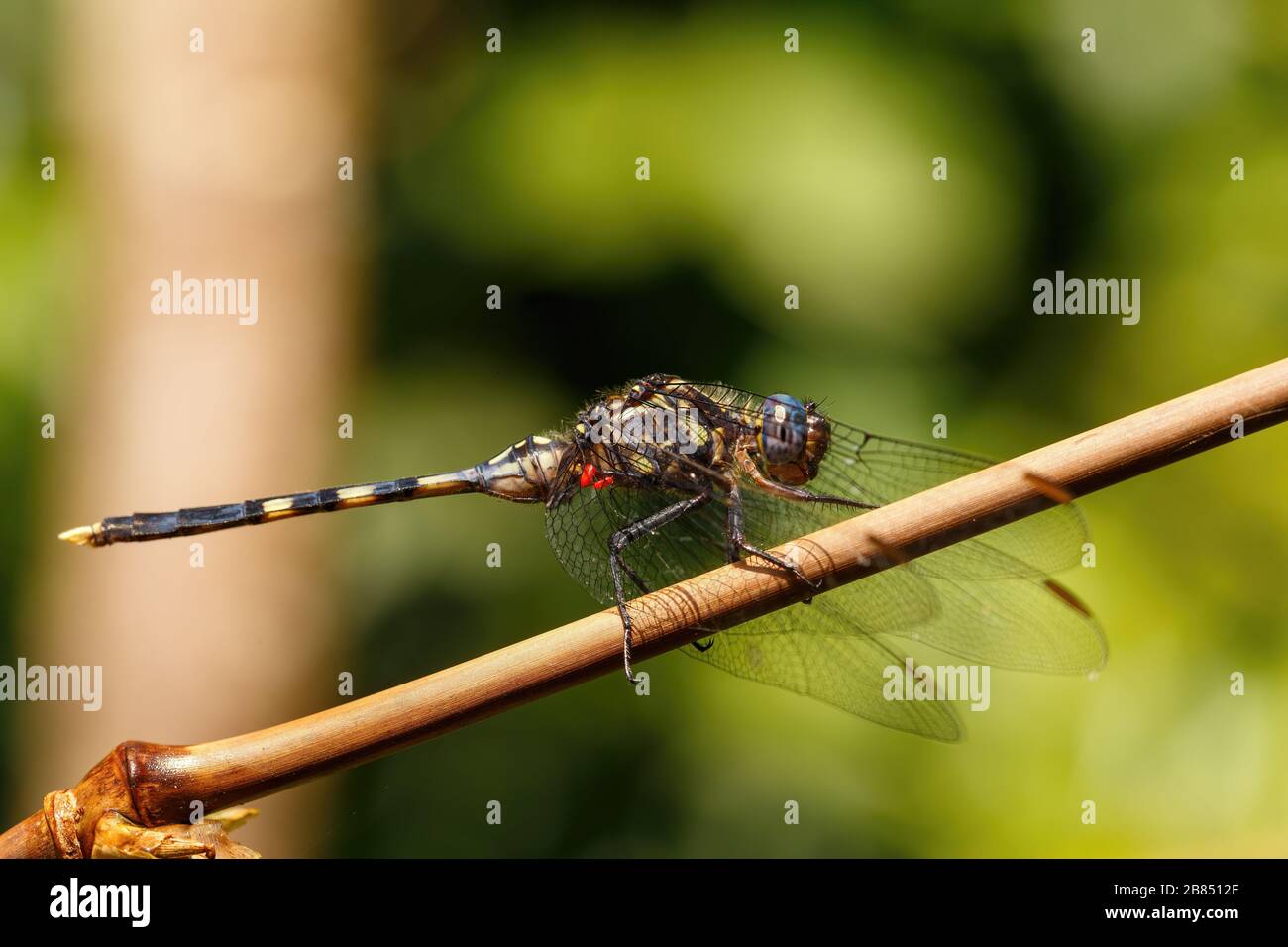 beautiful dragonfly in Masoala rainforest, Africa Madagascar Wildlife ...