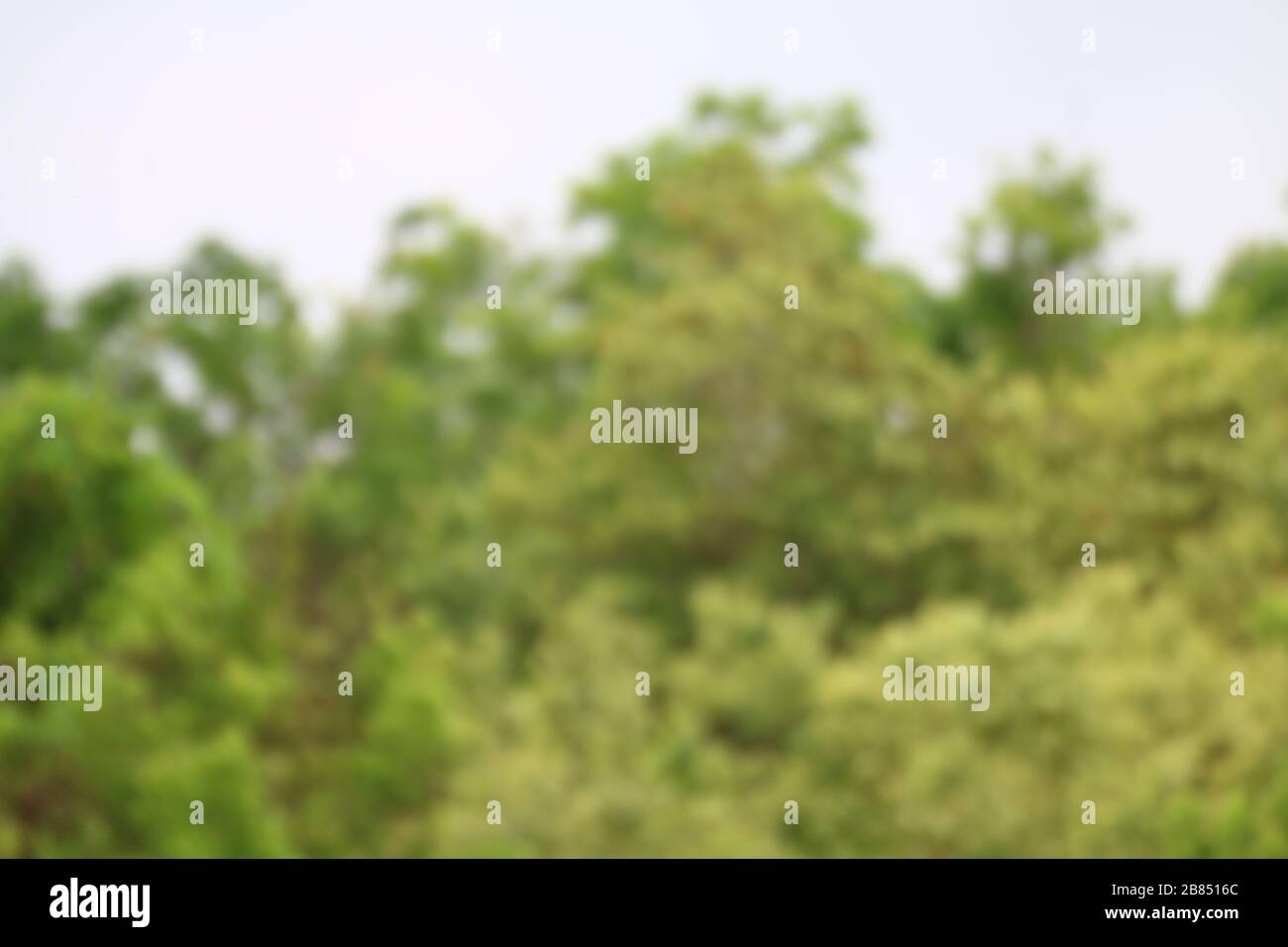 abstract tree blurred background, Blurred Tree background forest green ...