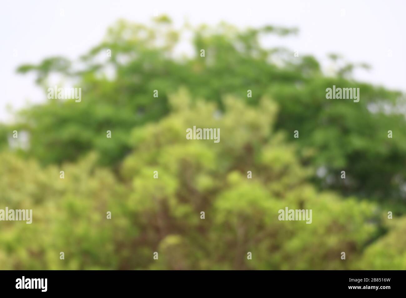 abstract tree blurred background, Blurred Tree background forest green ...