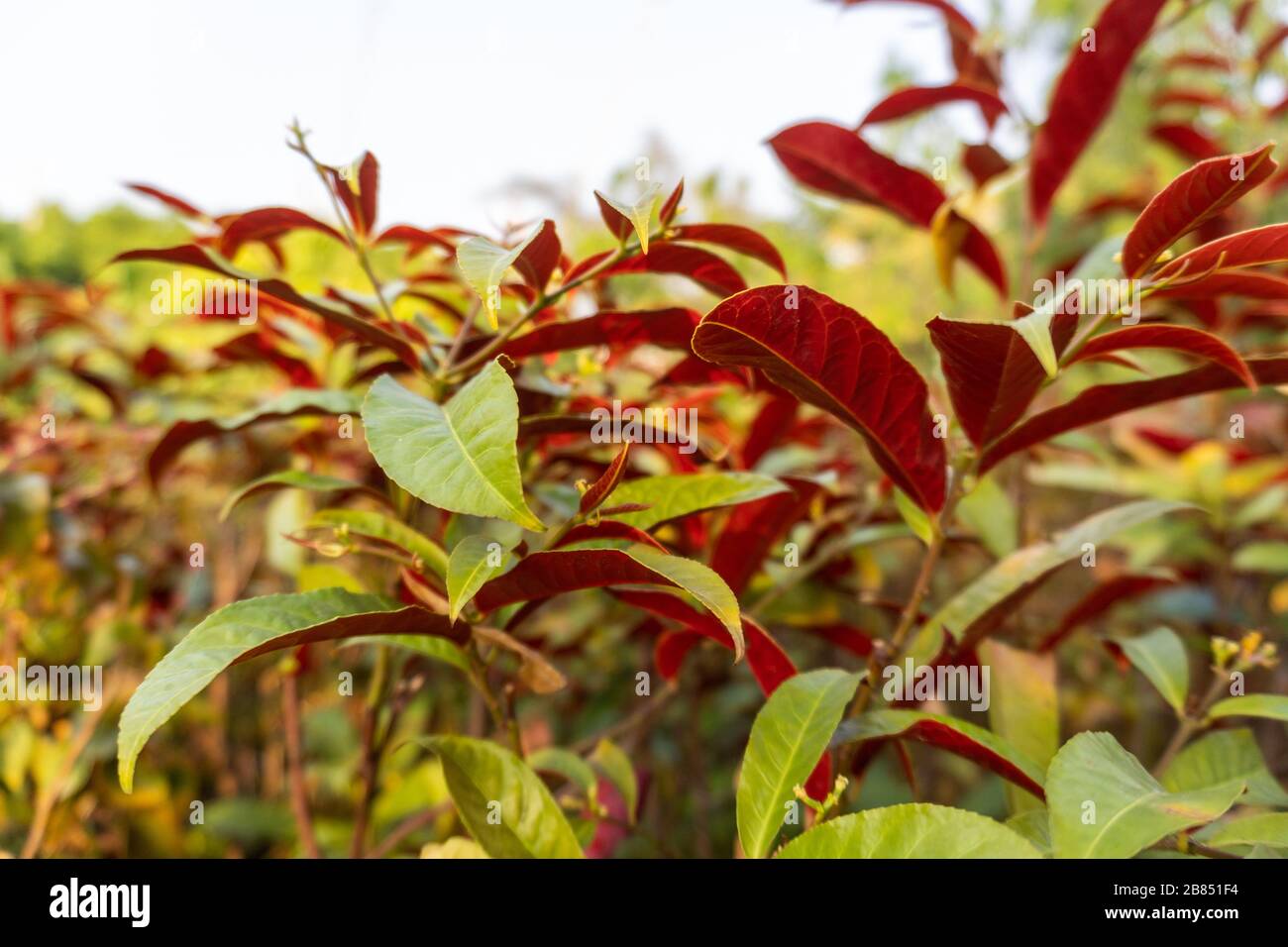 Soft stem bush hi-res stock photography and images - Alamy