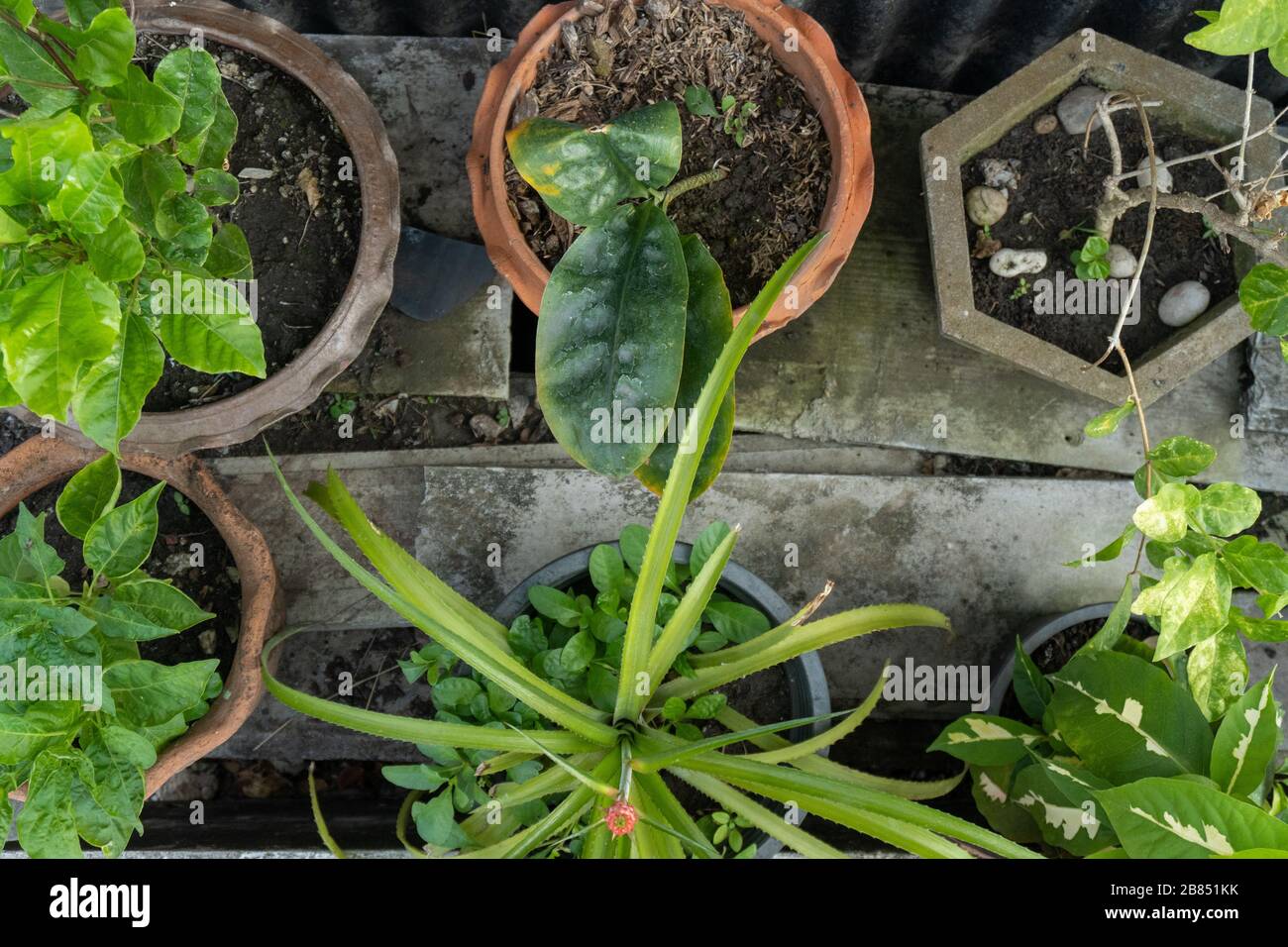 Tropical plants in pots in a garden, photo from above Stock Photo - Alamy