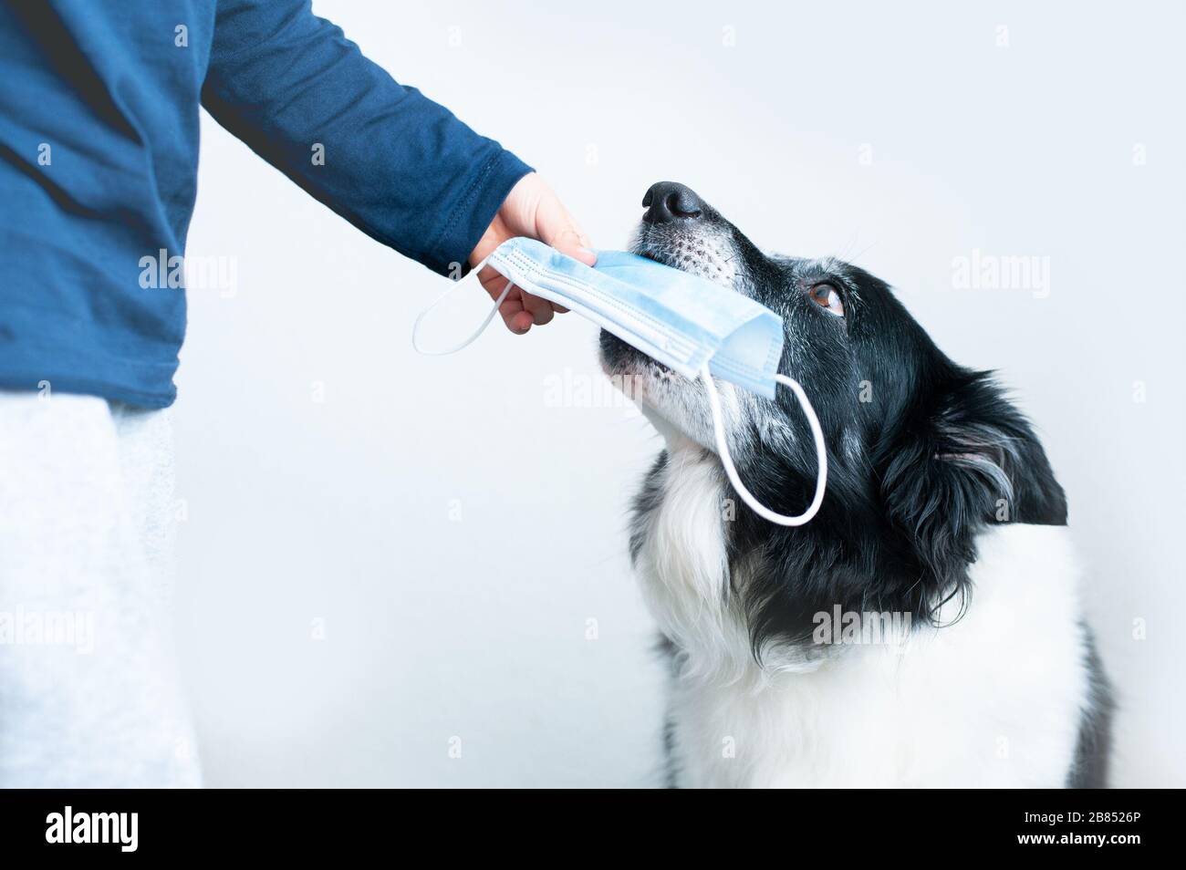 Dog giving a surgical mask to its owner. Smart old border collie Stock ...