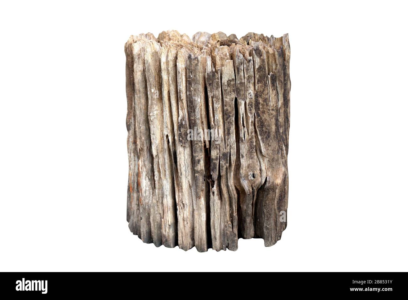 Stump, Old logs, Wood decay on isolated white background (Selective ...