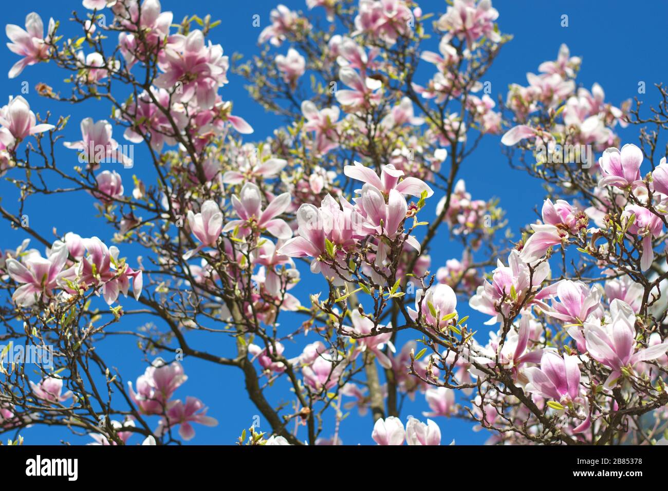Magnolia tree branch no background hi-res stock photography and images ...