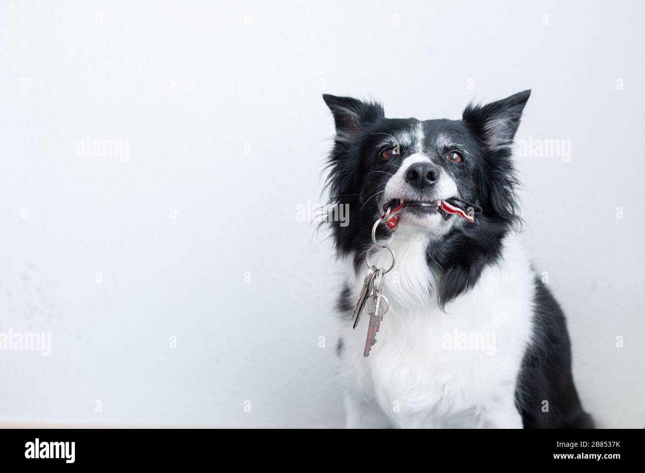 Grinning border collie with keys. Dog holding a bunch of keys in mouth ...