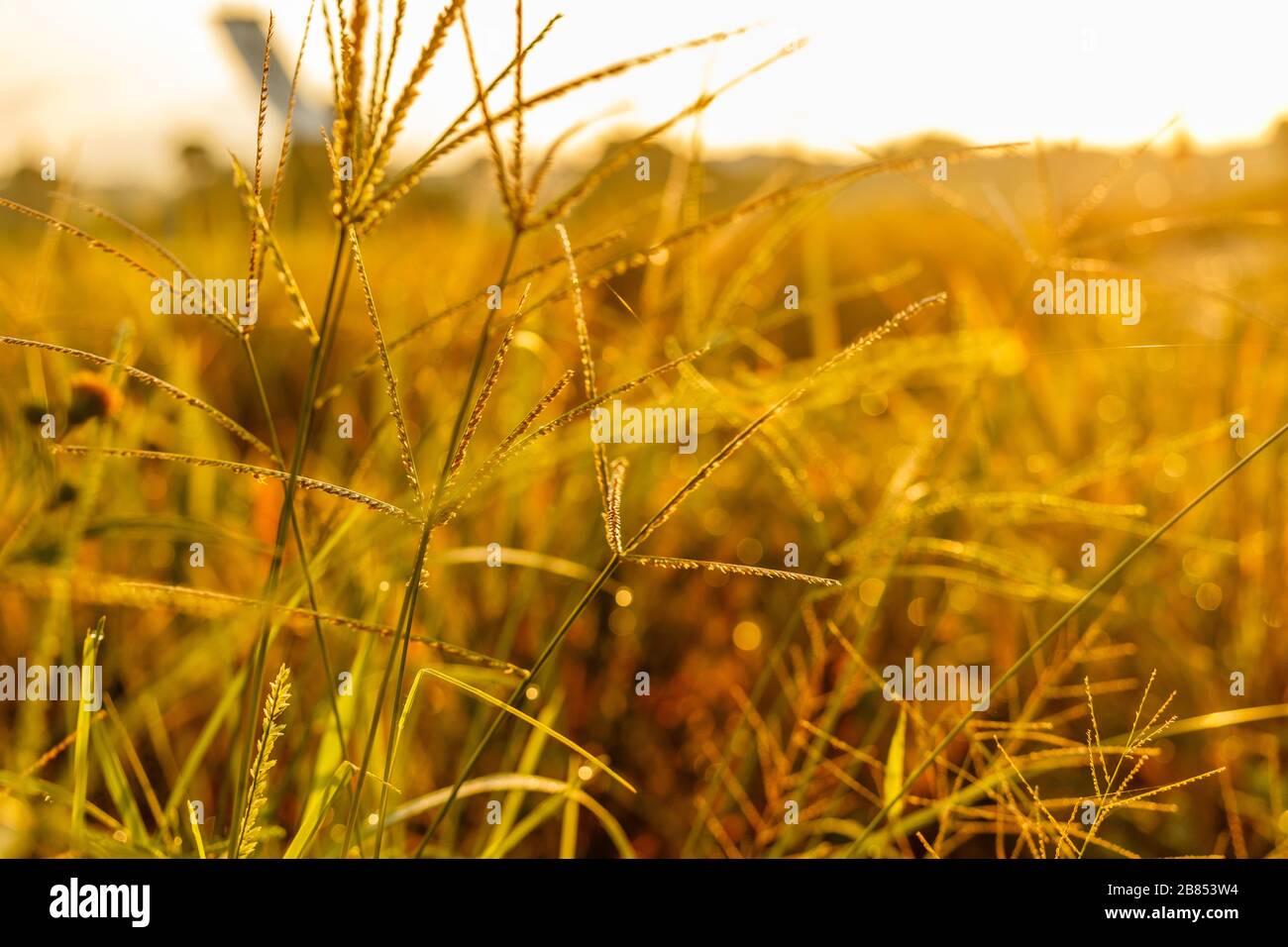 Balinese rural landscape, grass and plants, bokeh background. Sunrise ...