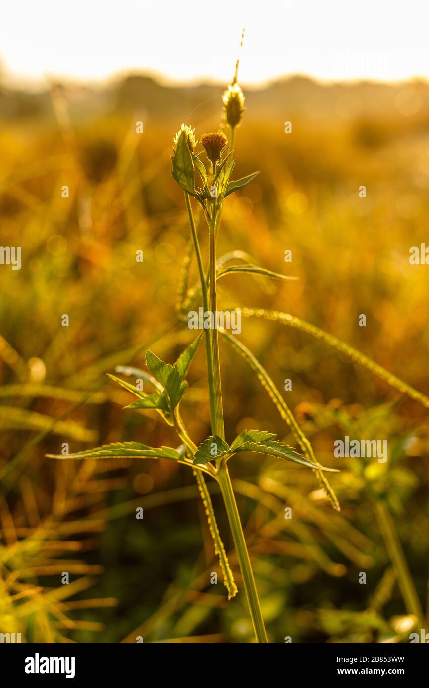 Balinese rural landscape, grass and plants, bokeh background. Sunrise ...