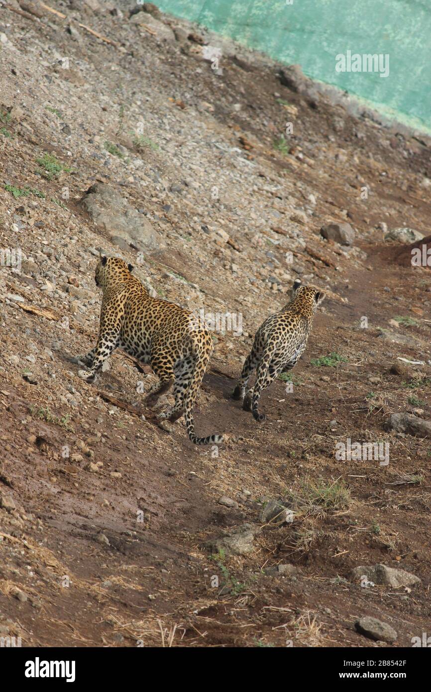 two leopards in the forest of Gujarat Gir walking Stock Photo - Alamy