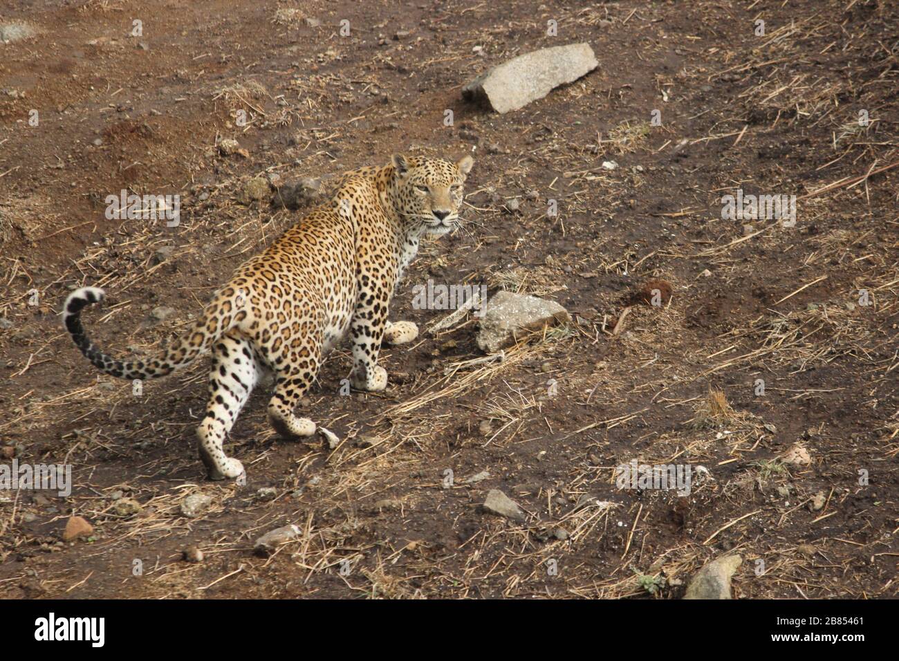 Beautiful young leopard in the forest of Gujarat, India Stock Photo - Alamy
