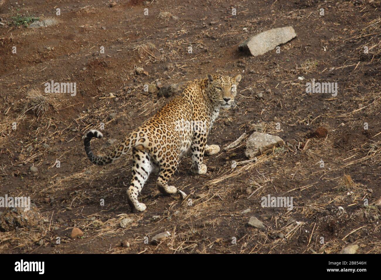 Cheetah india black and white hi-res stock photography and images - Alamy