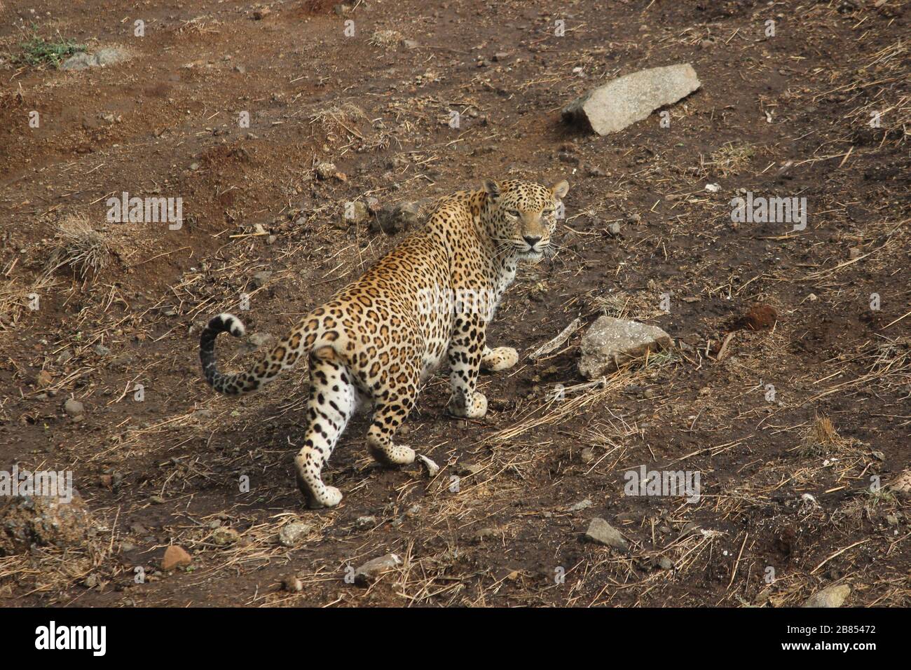 Jaguar panther in india hi-res stock photography and images - Alamy