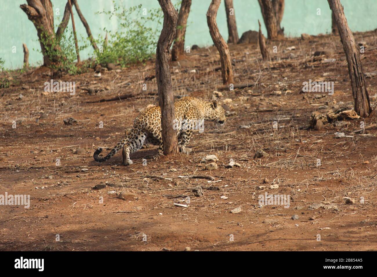 Beautiful young leopard in the forest of Gujarat, India Stock Photo - Alamy