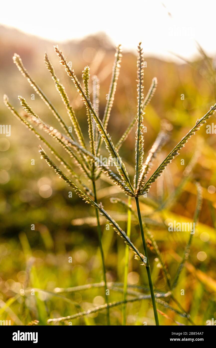 Balinese rural landscape, grass and plants, bokeh background. Sunrise ...