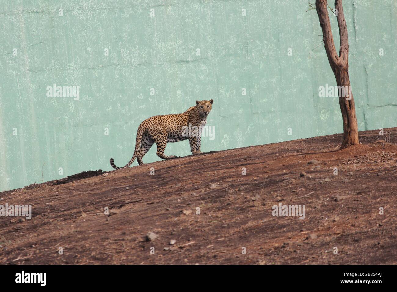 Beautiful young leopard in the forest of Gujarat, India Stock Photo - Alamy