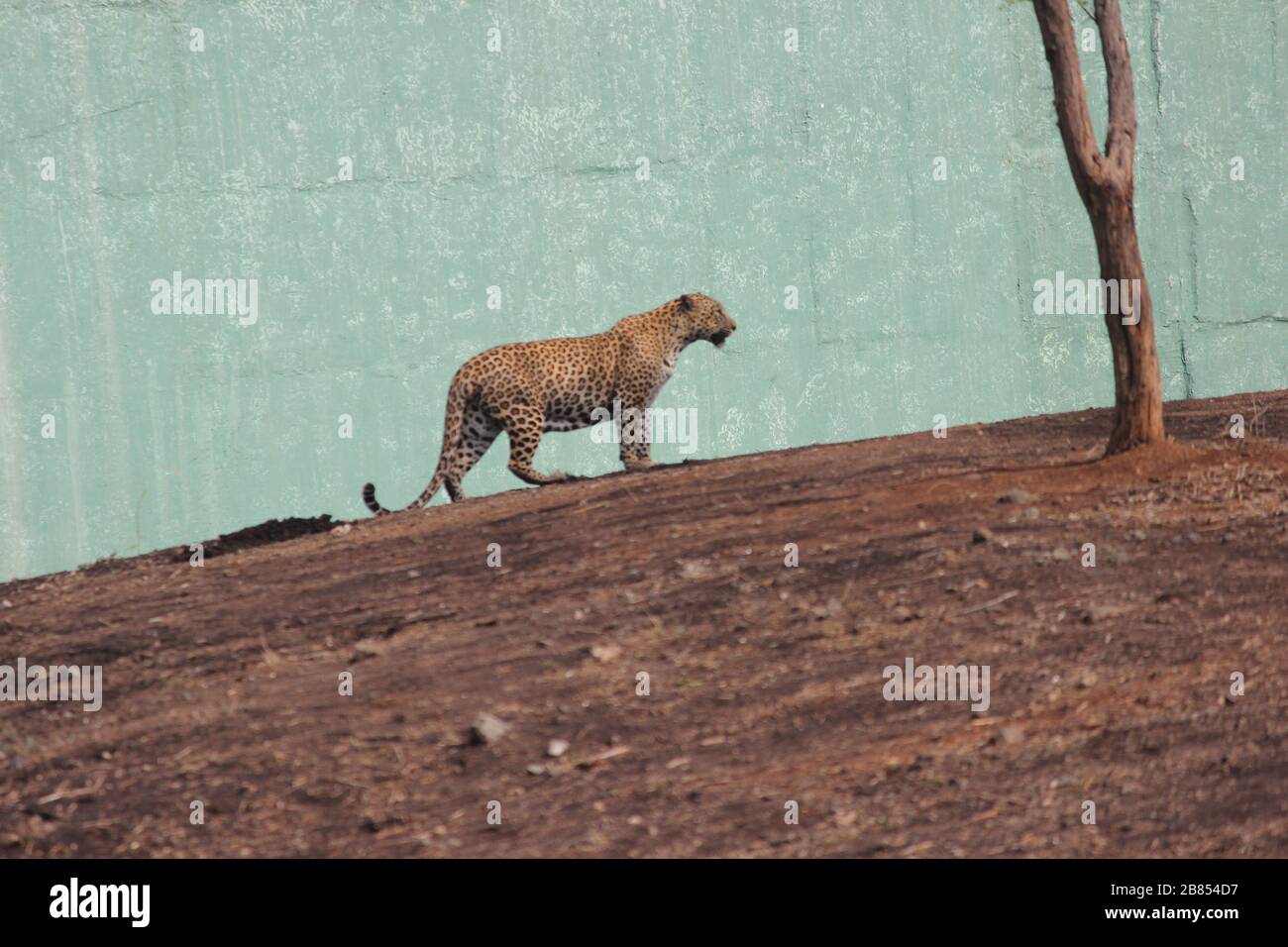 Beautiful young leopard in the forest of Gujarat, India Stock Photo - Alamy