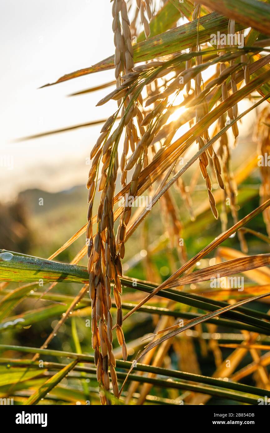 Balinese rural landscape, growing rice plants, bokeh background ...
