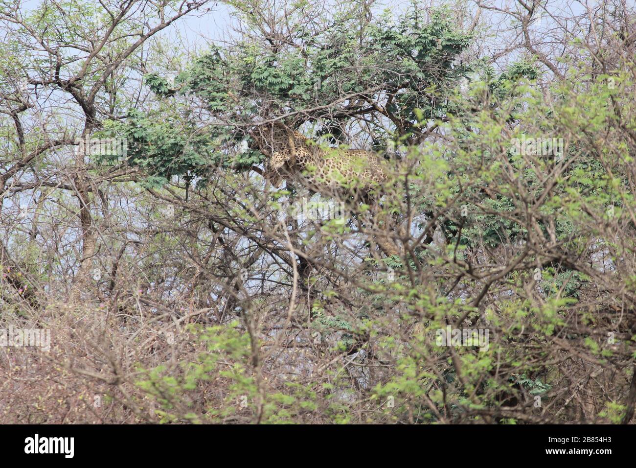 Leopard sitting on tree branch in Forest I Leopard relaxing on tree in ...