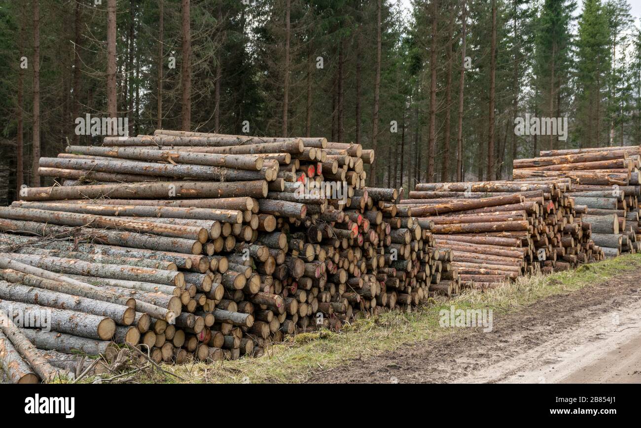 A stack of wooden logs piled on the side of the road, spring landscape ...