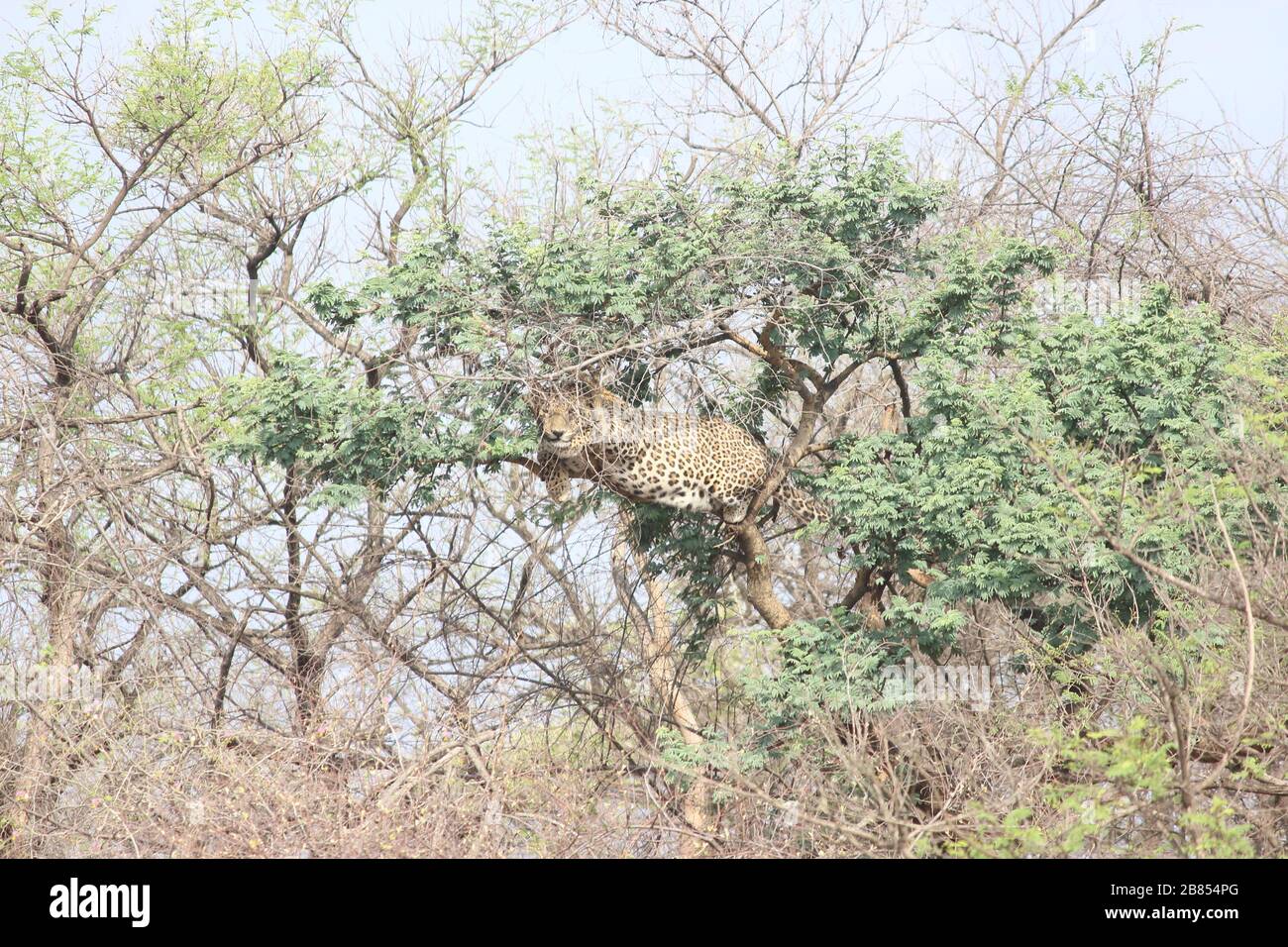 Leopard sitting on tree branch in Forest I Leopard relaxing on tree in ...